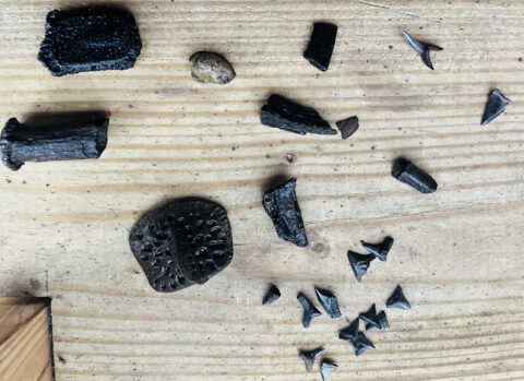 Join the Hunt for Prehistoric Fossils on the Peace River | Peace River ...