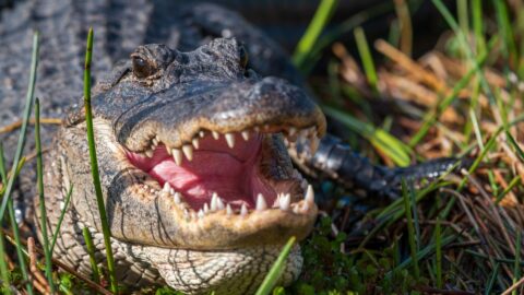 Chomping Down on Gator Myths | Peace River Charters