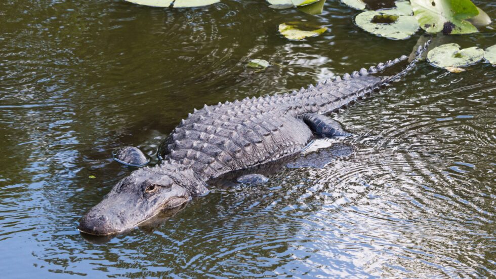 Love Is In the Air This Alligator Mating Season | Peace River Charters